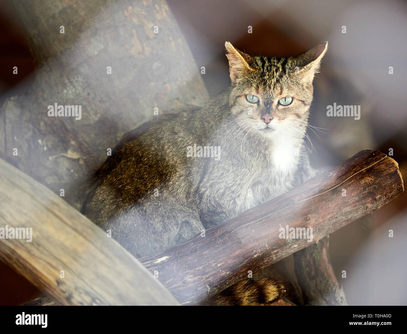 Wild forest cat sits among the dry logs. Wild forest cat is looking ...
