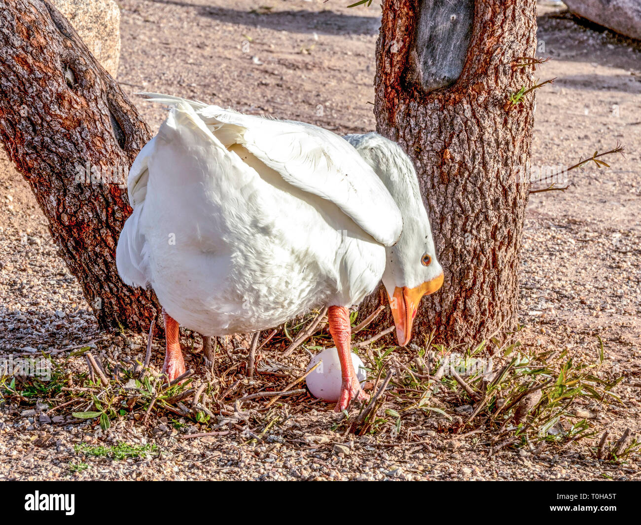 Goose Standing Over New Egg Stock Photo - Alamy