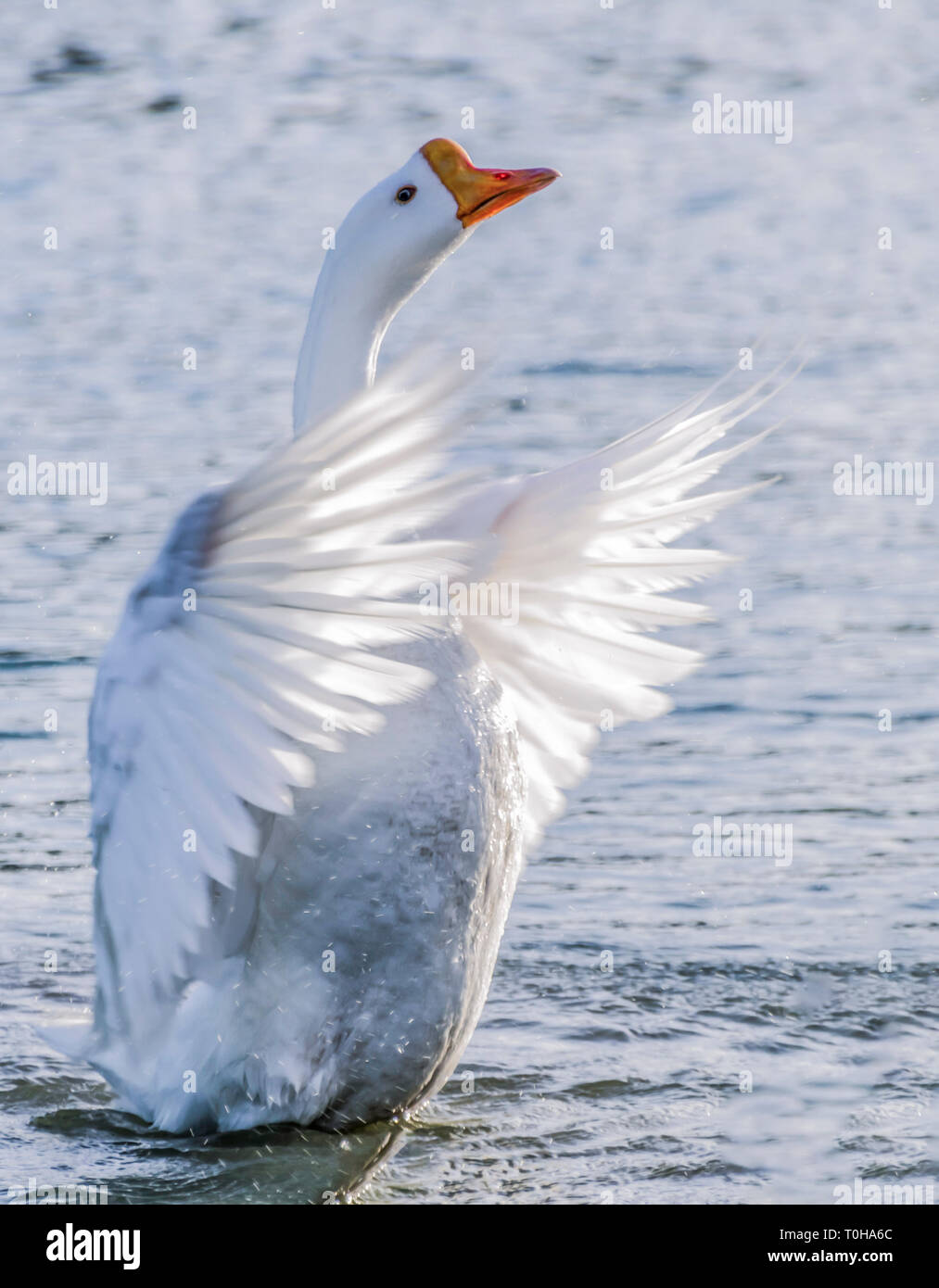 White Goose Flapping Wings in Water Stock Photo - Alamy