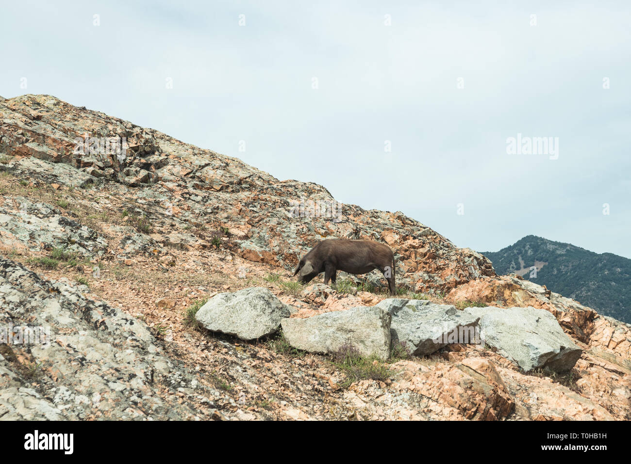 A wild pig in Gennargentu Mountains on the island of Sardinia, Italy [c ...