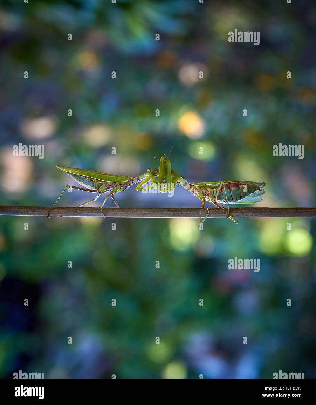 Praying mantis crawling hi-res stock photography and images - Alamy