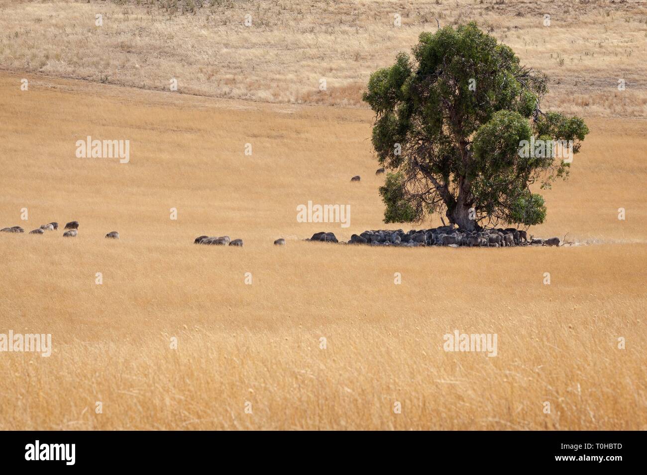 Sheep grazing australia sun hi-res stock photography and images - Alamy