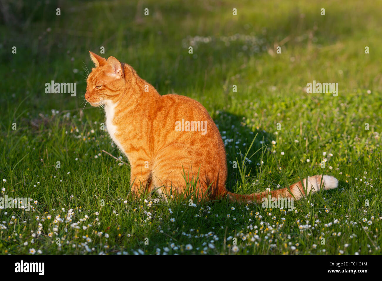 Playful adult cat hi-res stock photography and images - Alamy