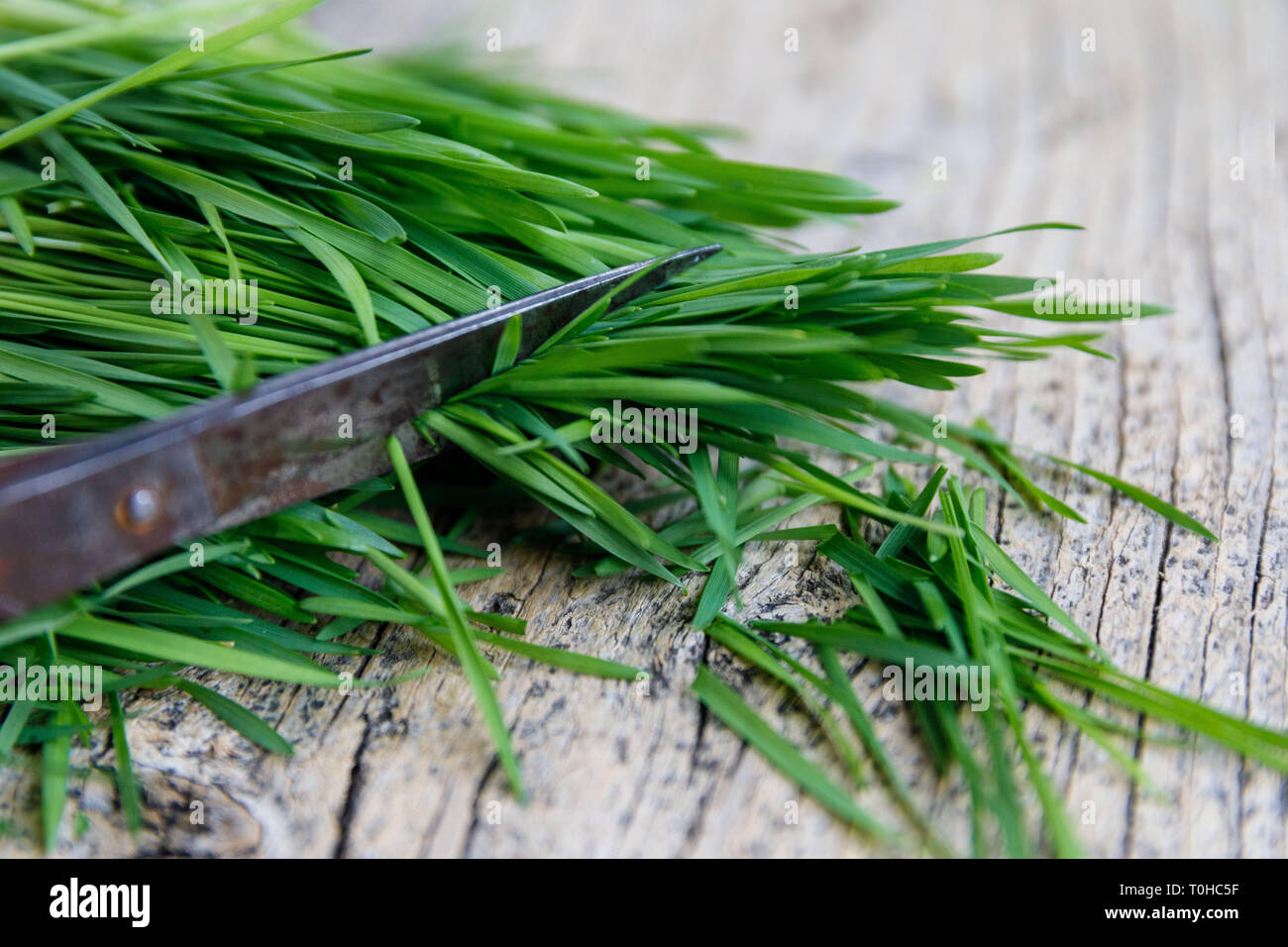 Tall cut grass hi-res stock photography and images - Alamy