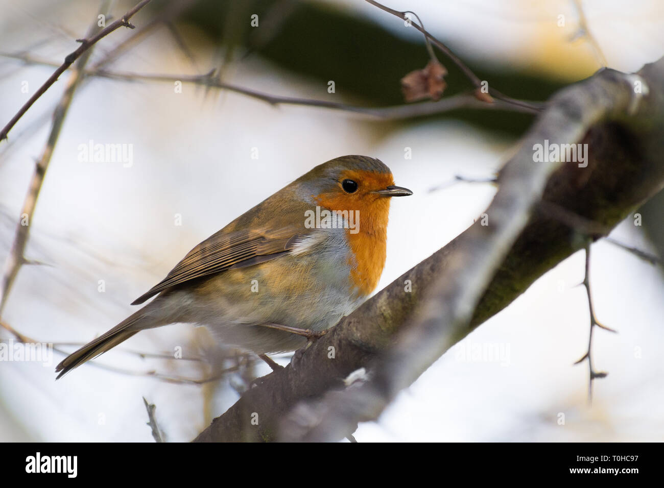 Snow on a thin twig hi-res stock photography and images - Alamy