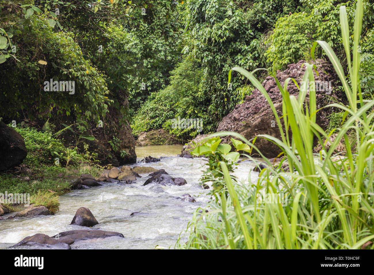 River in the Philippine jungle Stock Photo - Alamy
