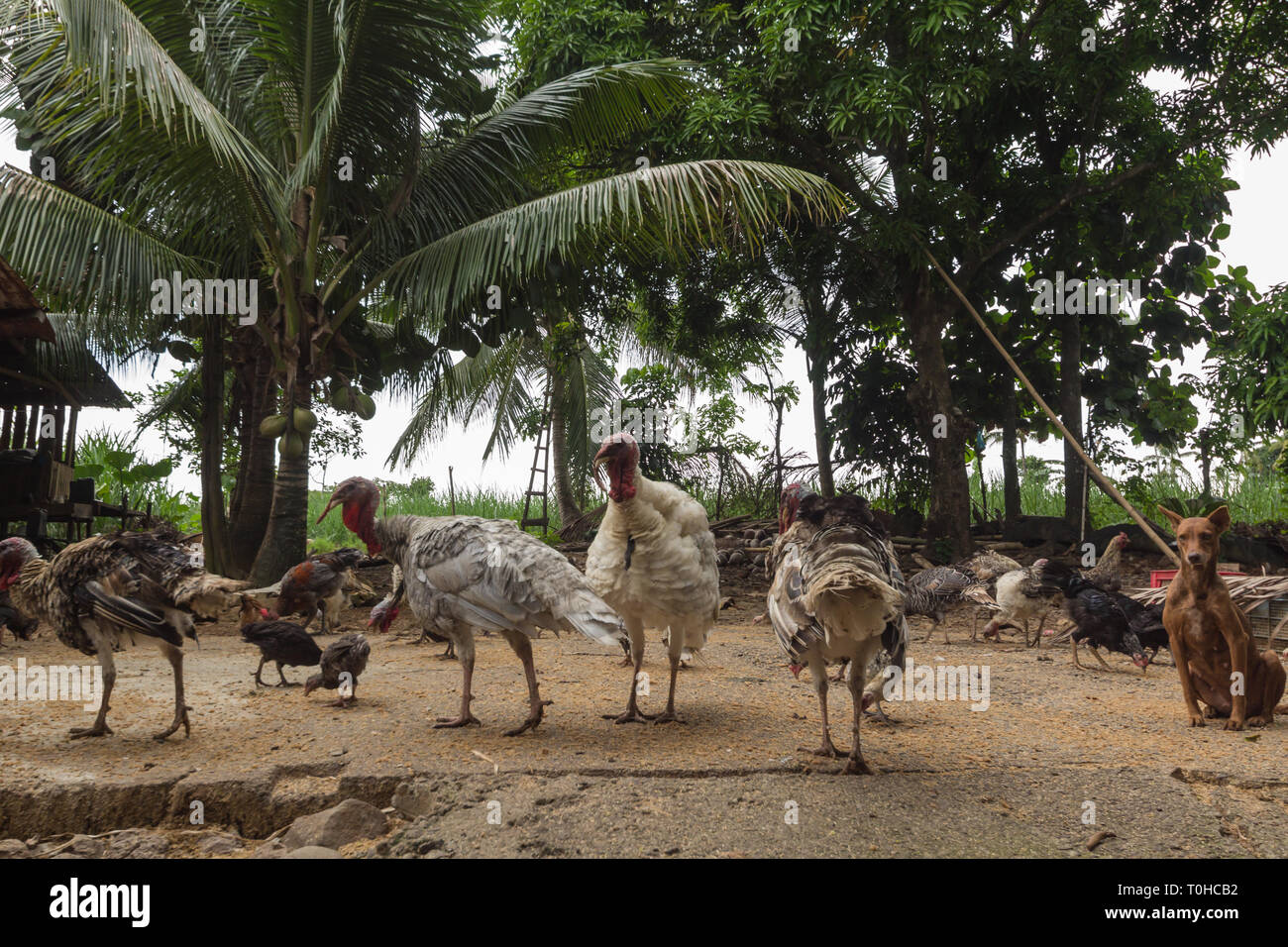 Turkey and chicken on a Philippine farm Stock Photo - Alamy