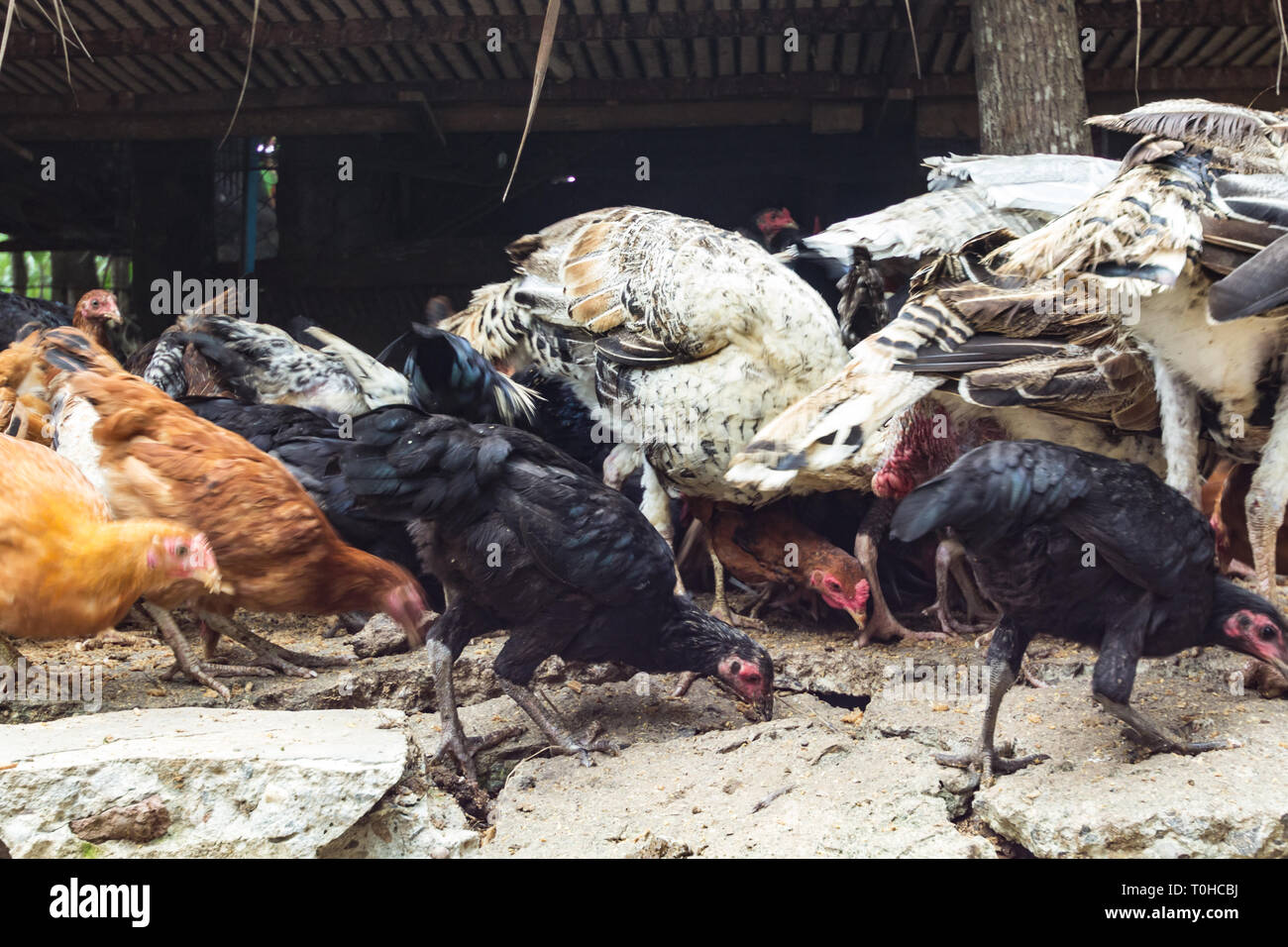 Turkey and chicken on a Philippine farm Stock Photo - Alamy