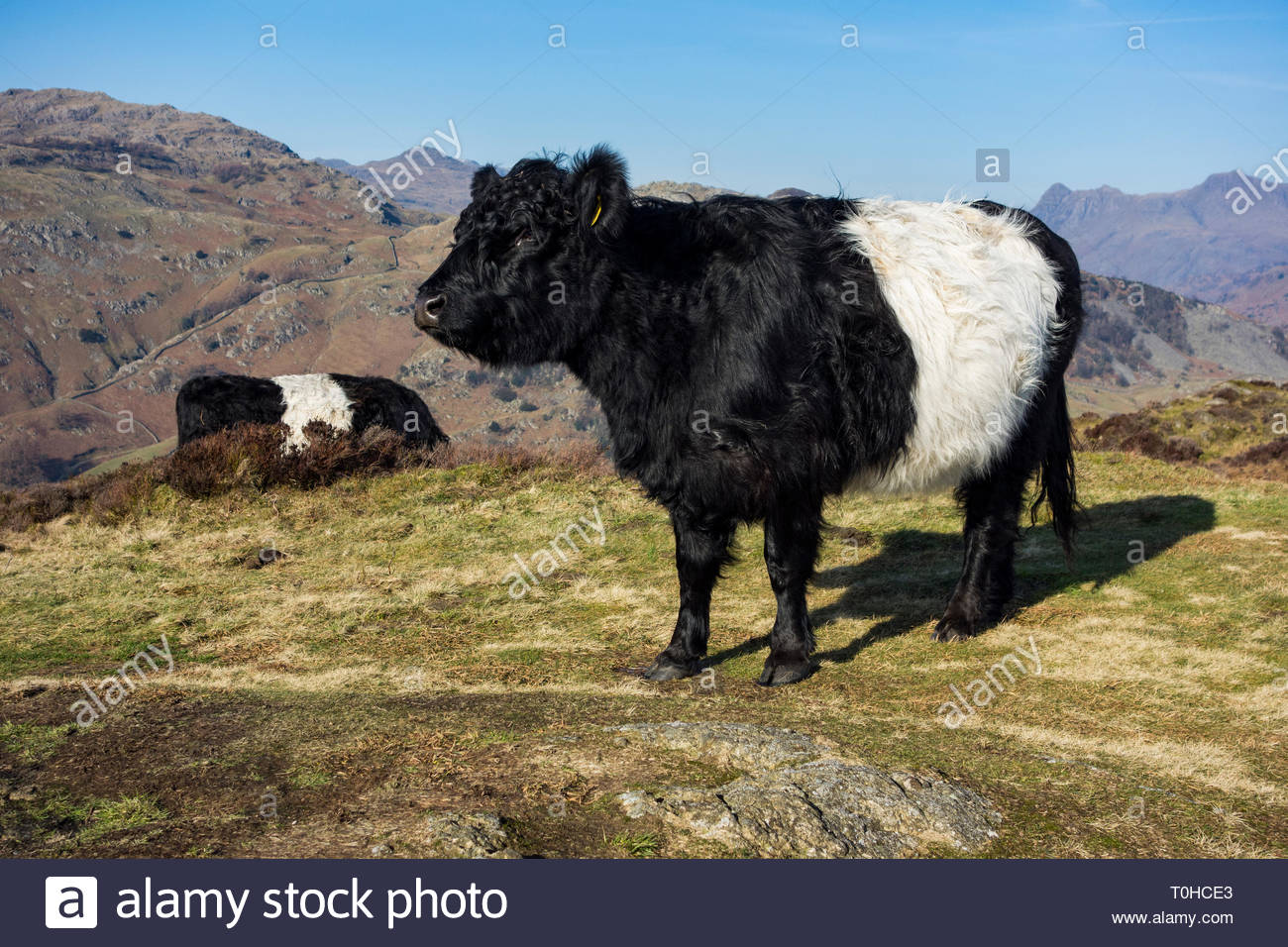 Belted Galloway Cow High Resolution Stock Photography and Images - Alamy