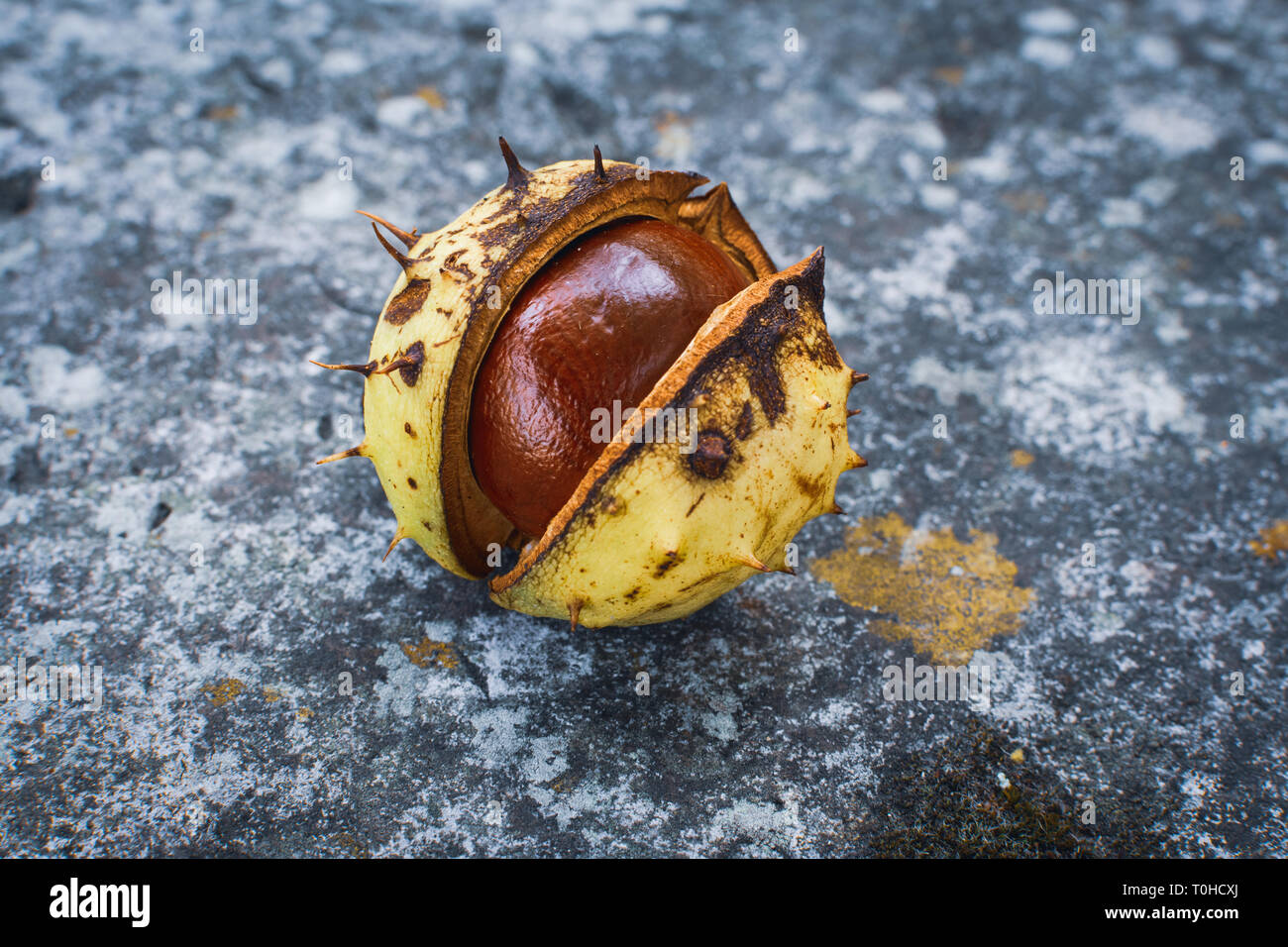 single chestnut in a shell, horse-chestnut, Aesculus Stock Photo - Alamy