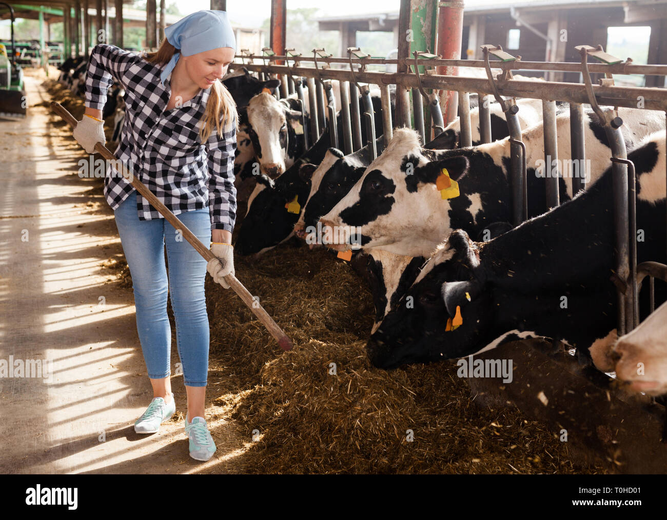 Young woman working with hay for cows on dairy farm Stock Photo - Alamy