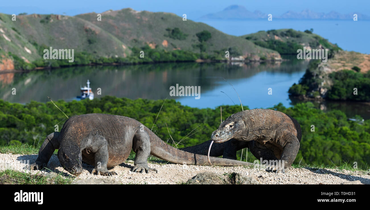 Komodo dragon, stuck out forked tongue and sniff air. The Komodo dragon ...