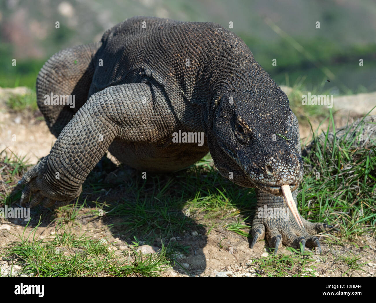Komodo dragon, stuck out forked tongue and sniff air. The Komodo dragon ...
