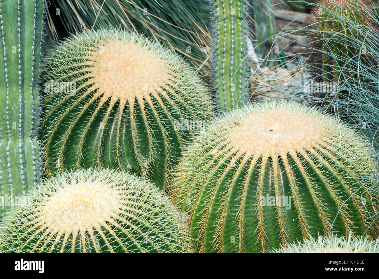 Spiky ball hi-res stock photography and images - Alamy