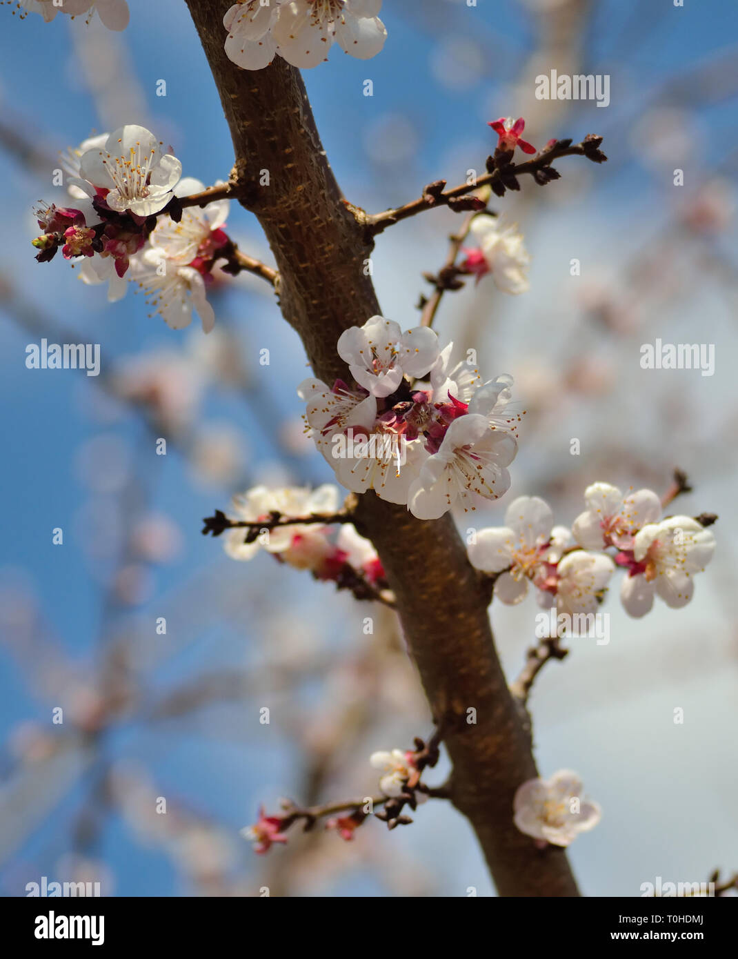 Apricot branch hi-res stock photography and images - Alamy