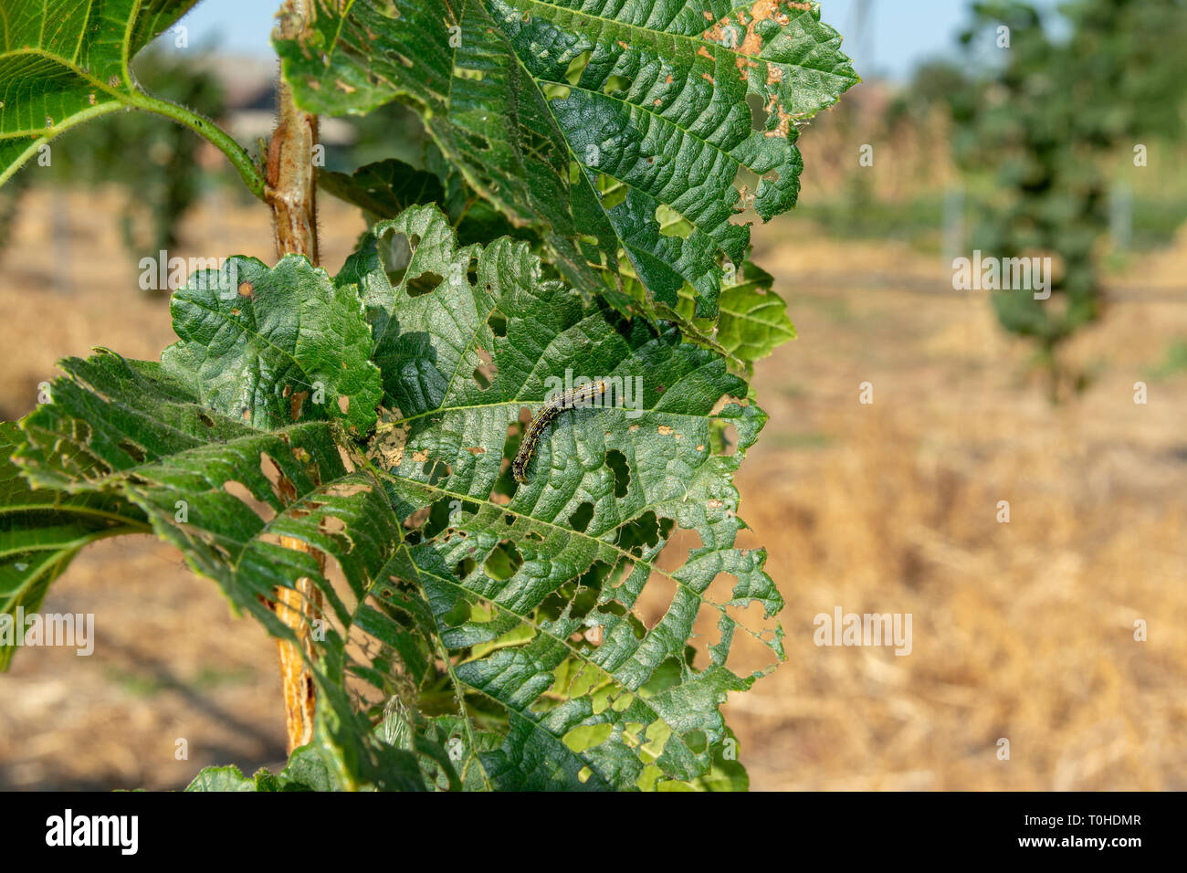 Damaged nut garden diseases. Closeup of hazelnut leaves with ...