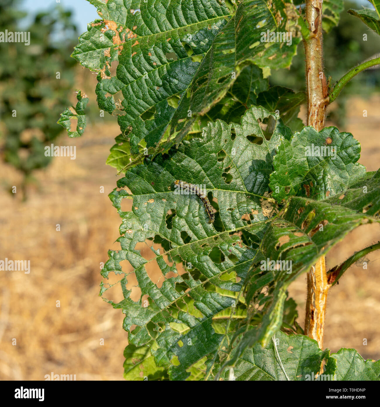Diseases and pests of nuts and leaves of hazelnut bushes close-up ...