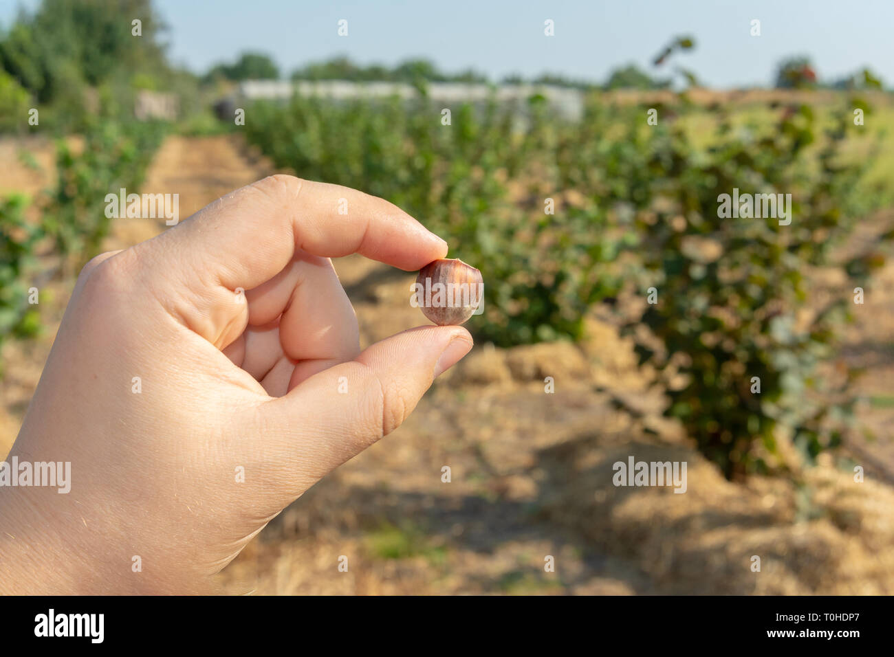 Damaged nut garden diseases. Closeup of hazelnuts with holes from ...