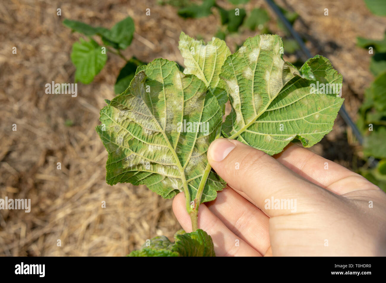larvae caterpillar eats hazelnut nut leaves close-up macro. Walnut ...