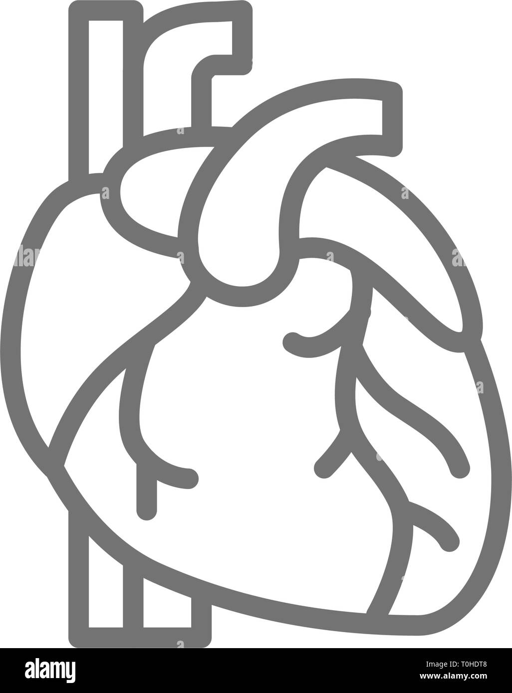 Vascular Clip Art Clip Art