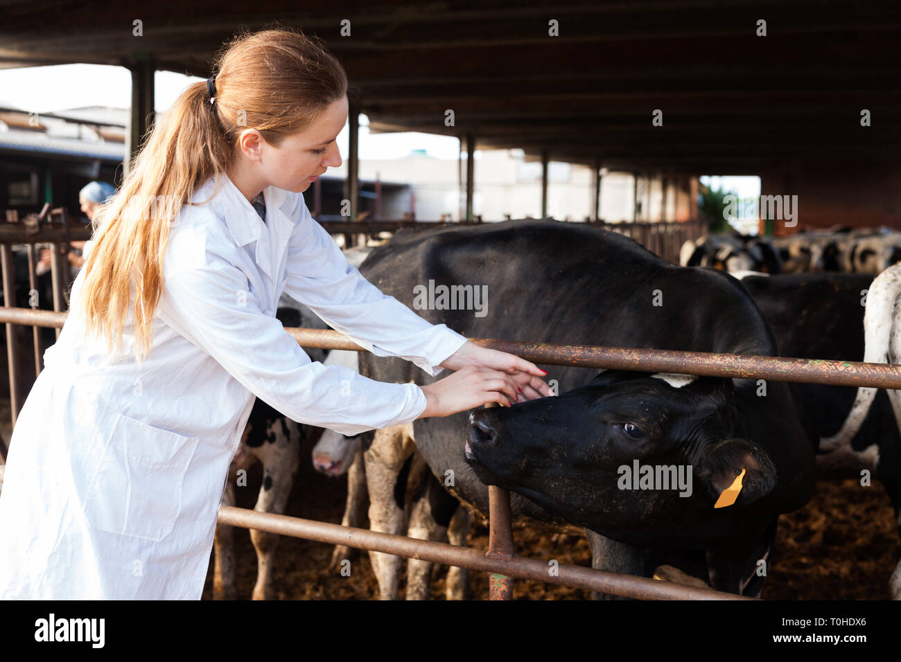Portrait of young positive woman doctor working on dairy farm Stock ...