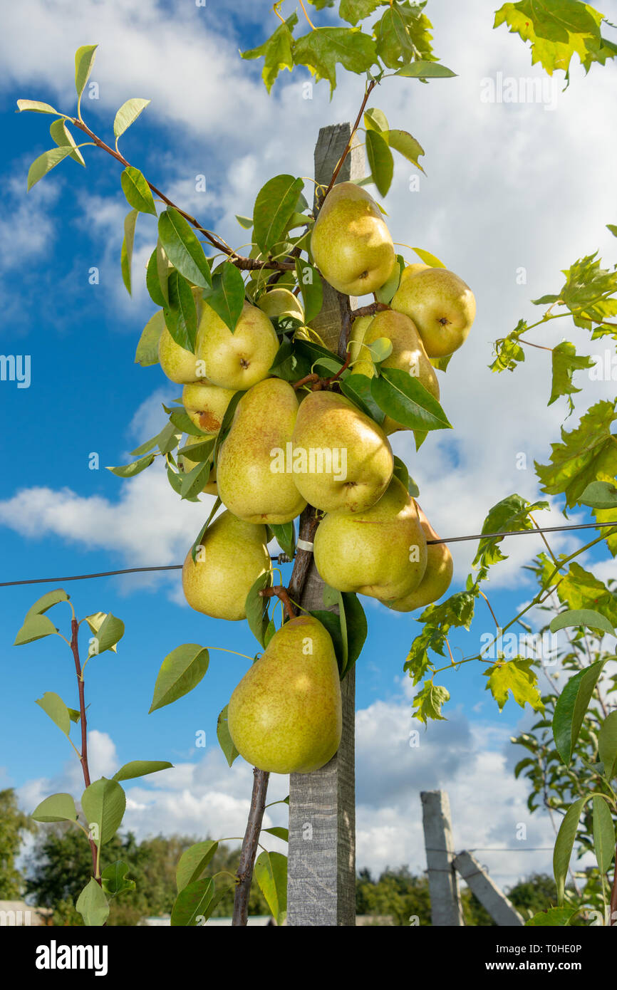 Pear fruit. Close up of a tree with a crop against blue sky and green ...