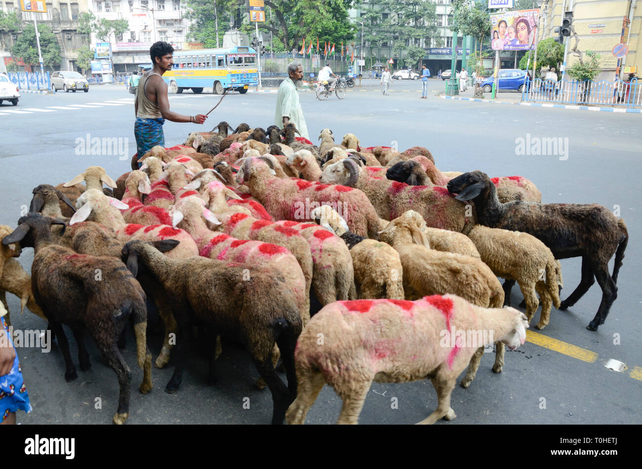 Shepherd with sheep on road, Kolkata, West Bengal, India, Asia Stock ...