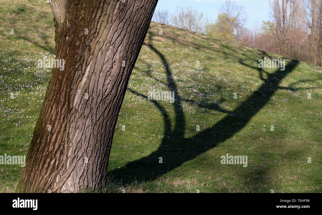 tree close-up with shadow and green grass at the park in a sunny day ...