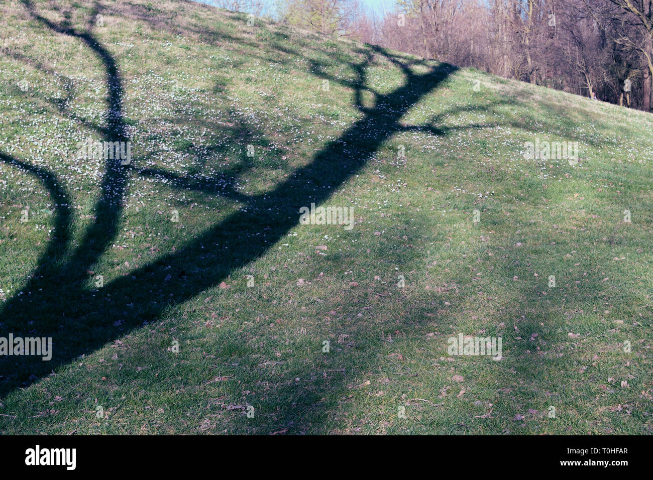 tree close-up with shadow and green grass at the park in a sunny day ...
