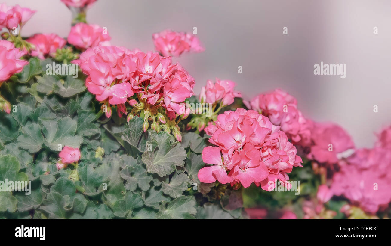 Large shrub of two-color pink geranium with flowers and buds. Close-up ...