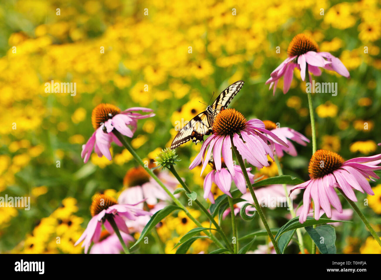 Butterfly in Field of Flowers Stock Photo - Alamy