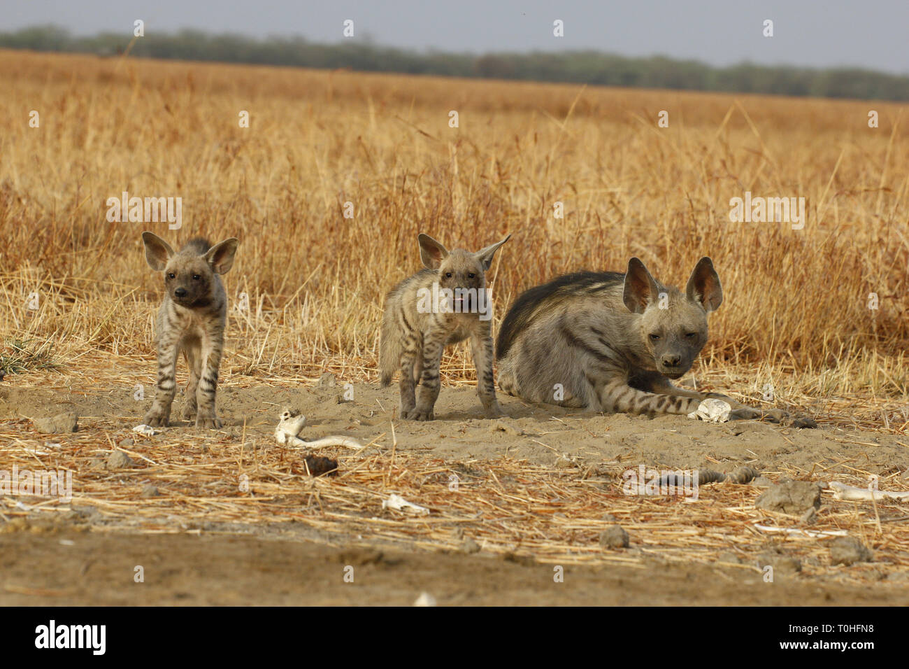Asian hyena hi-res stock photography and images - Alamy