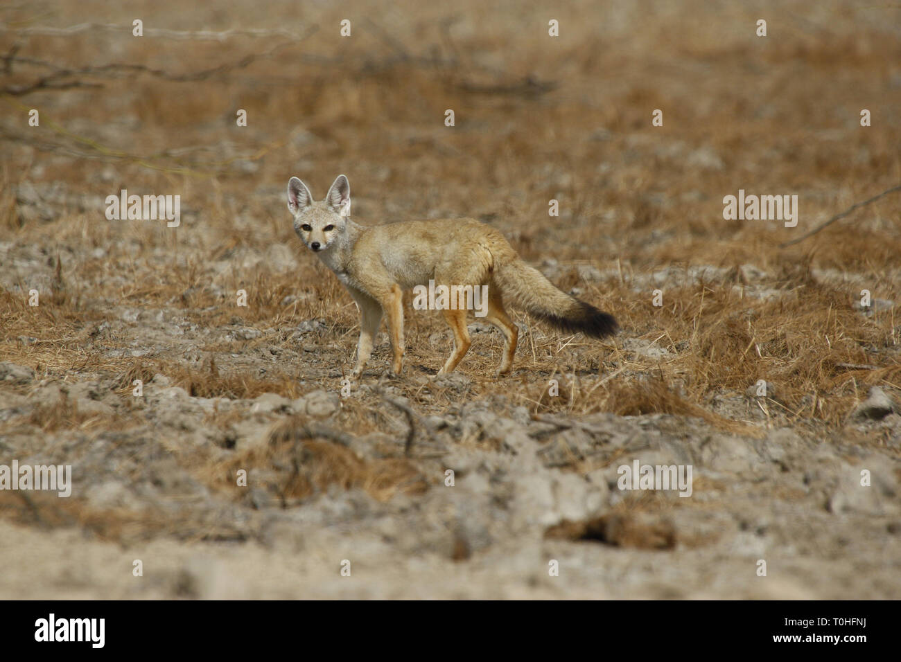 Fox indian hi-res stock photography and images - Alamy