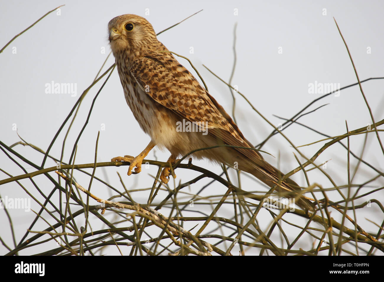 Common Kestrel, Bird sanctuary, Gujarat, India, Asia Stock Photo - Alamy