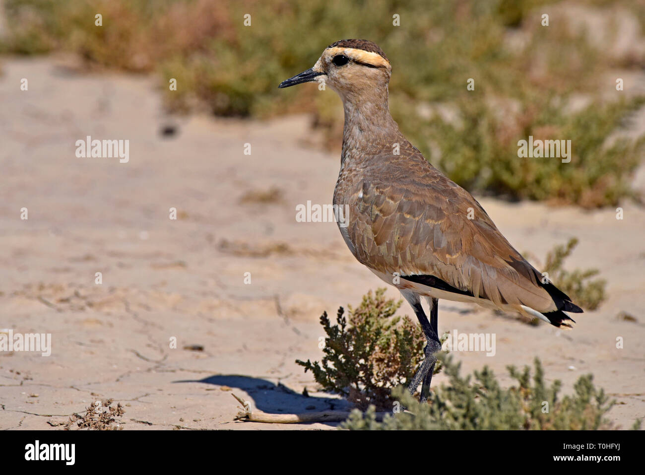 Sociable lapwing india hi-res stock photography and images - Alamy