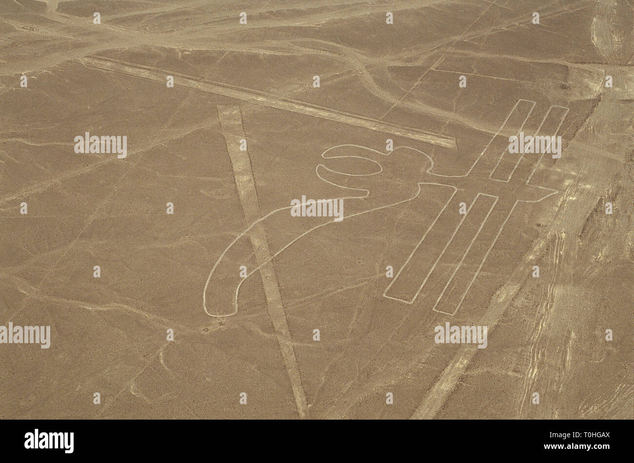 The Parrot, Nazca Lines, Ica, Peru, 2015. Creator: Luis Rosendo Stock ...