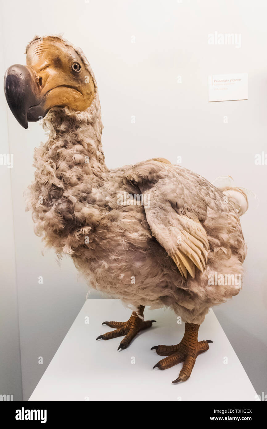 Dodo bird hi-res stock photography and images - Alamy