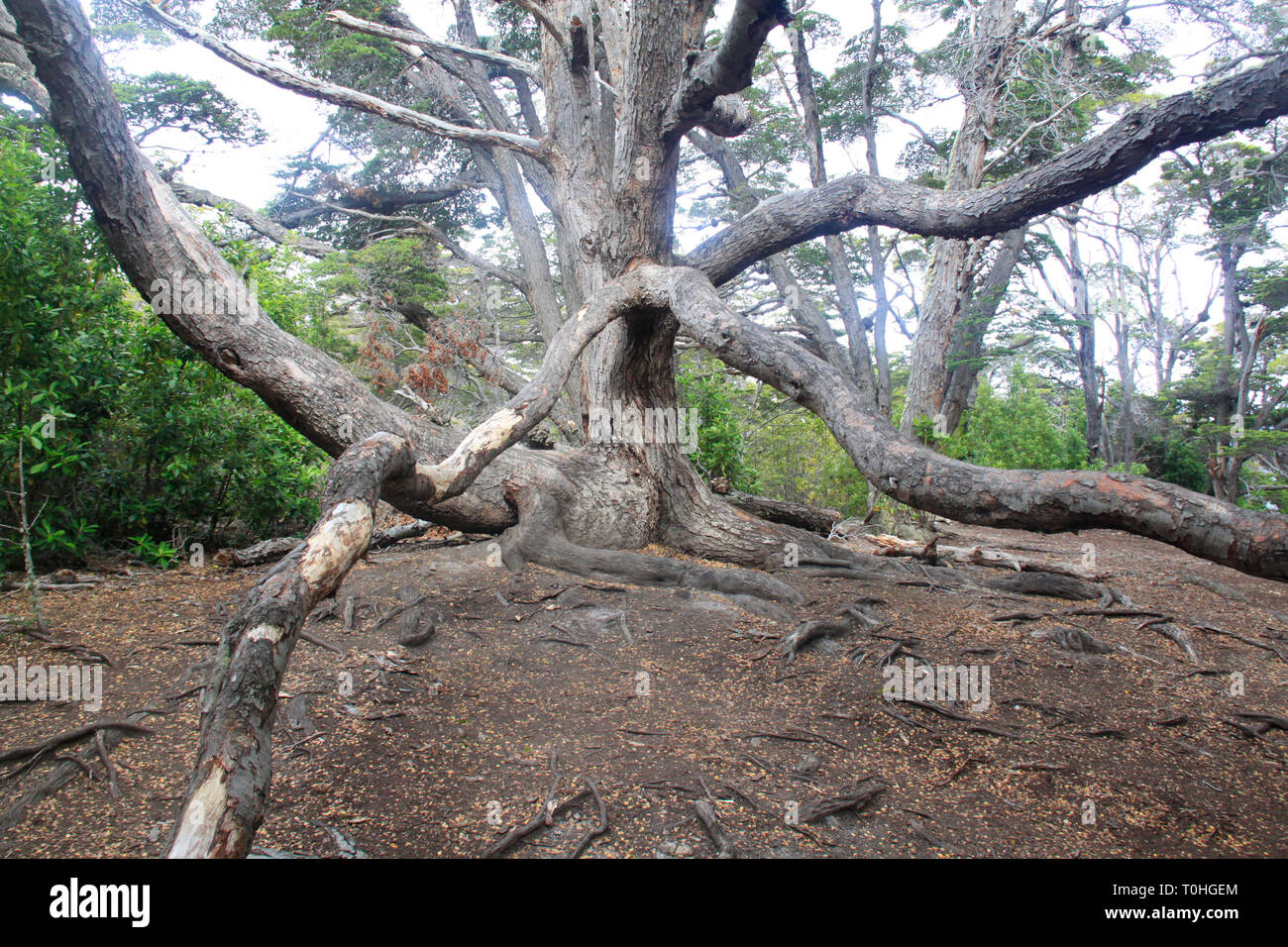 This hundred-year-old tree may have a lot oh stories to tell to us. His ...