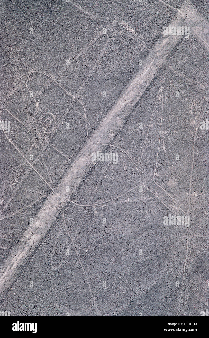 The Whale, Nazca Lines, Ica, Peru, 2015. Creator: Luis Rosendo Stock ...
