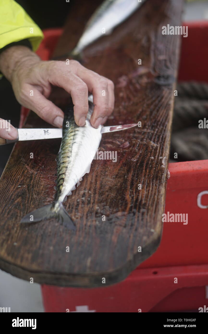 Fish being Butchered at Sea Stock Photo - Alamy