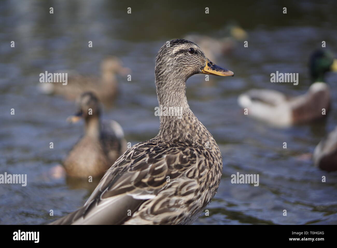 Resting Duck waiting for Bread Stock Photo - Alamy