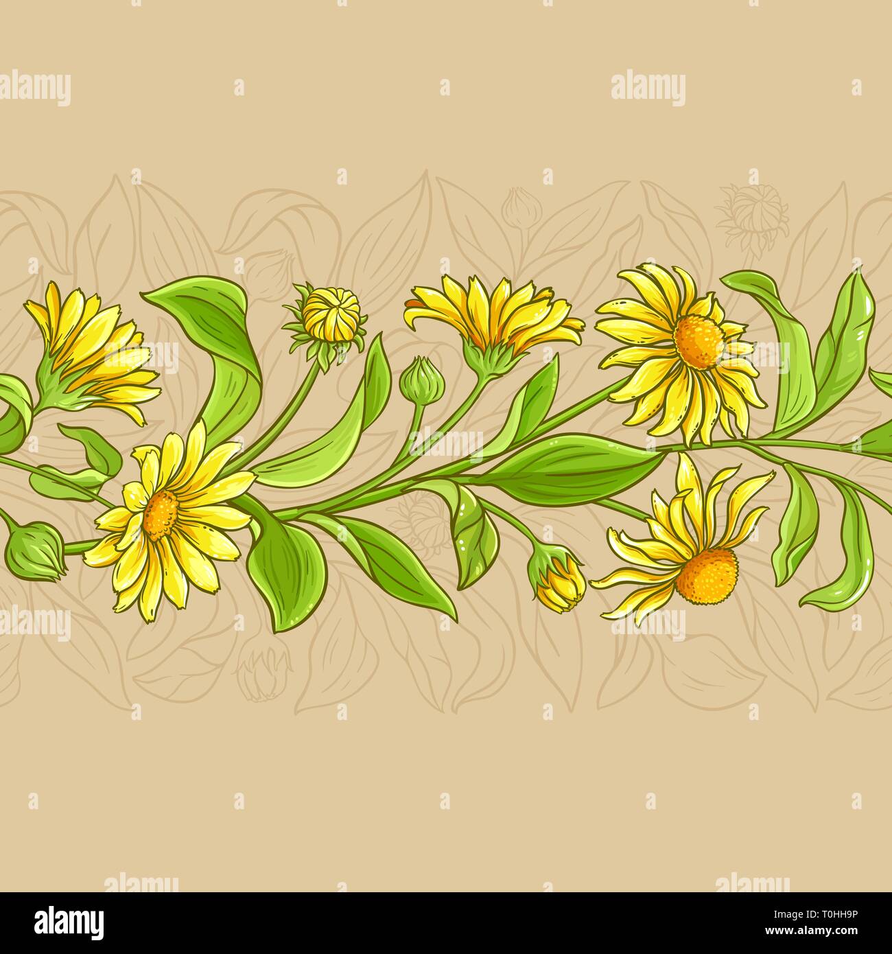 Arnica plant Stock Vector Images - Alamy