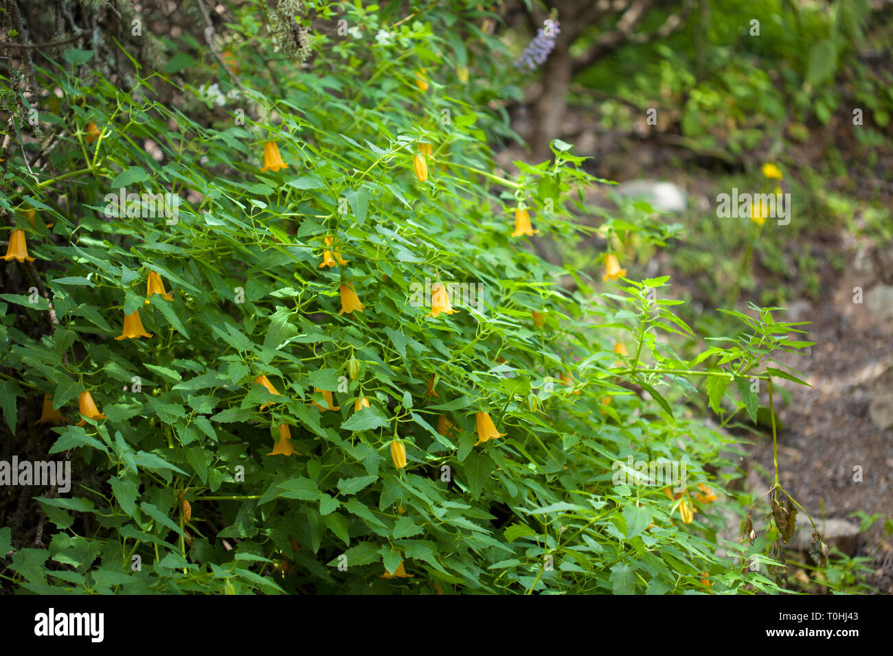 flora of Gran Canaria - Canarina canariensis, canarian bellflower ...