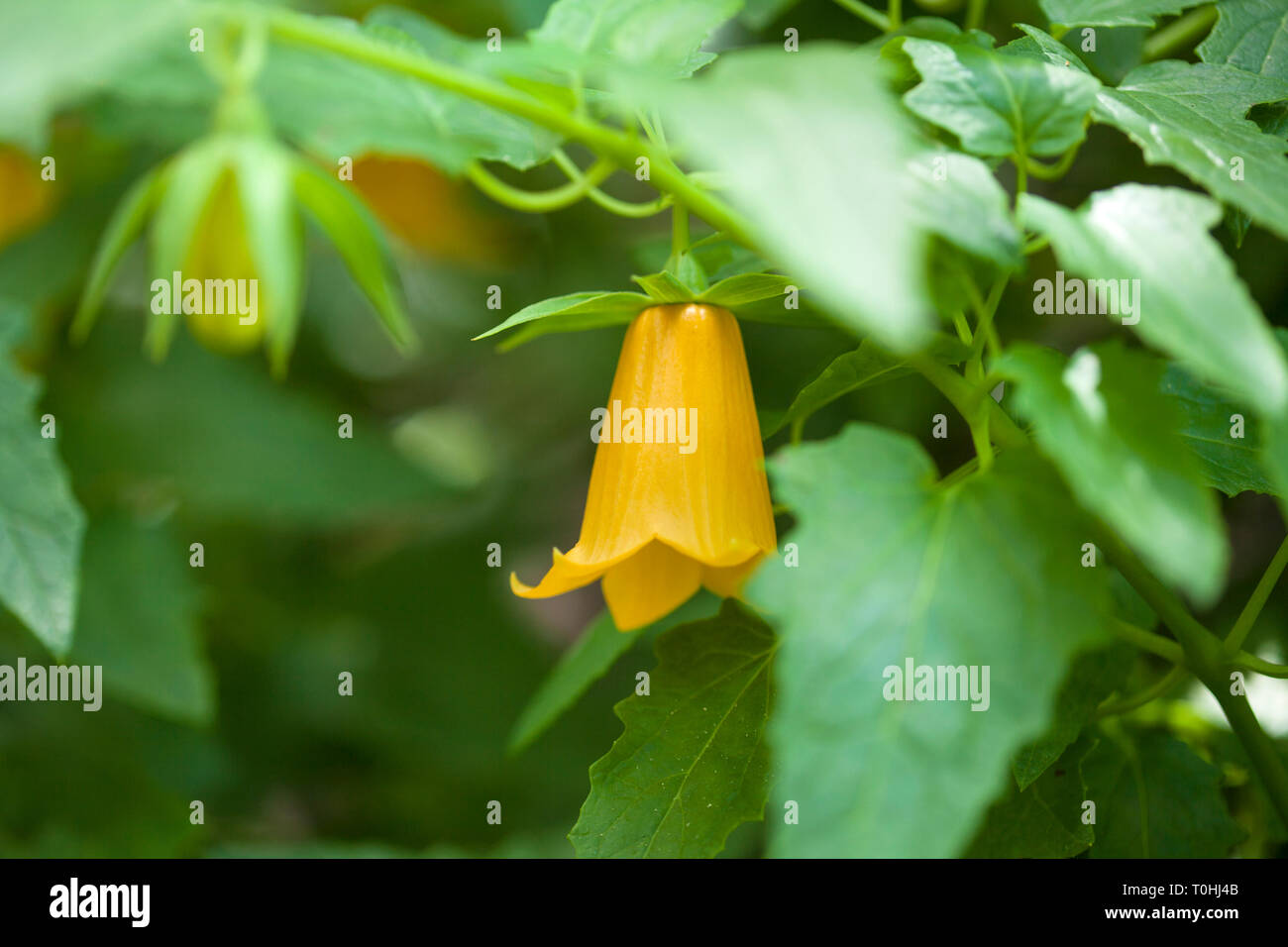 flora of Gran Canaria - Canarina canariensis, canarian bellflower ...