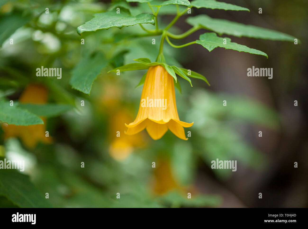 flora of Gran Canaria - Canarina canariensis, canarian bellflower ...