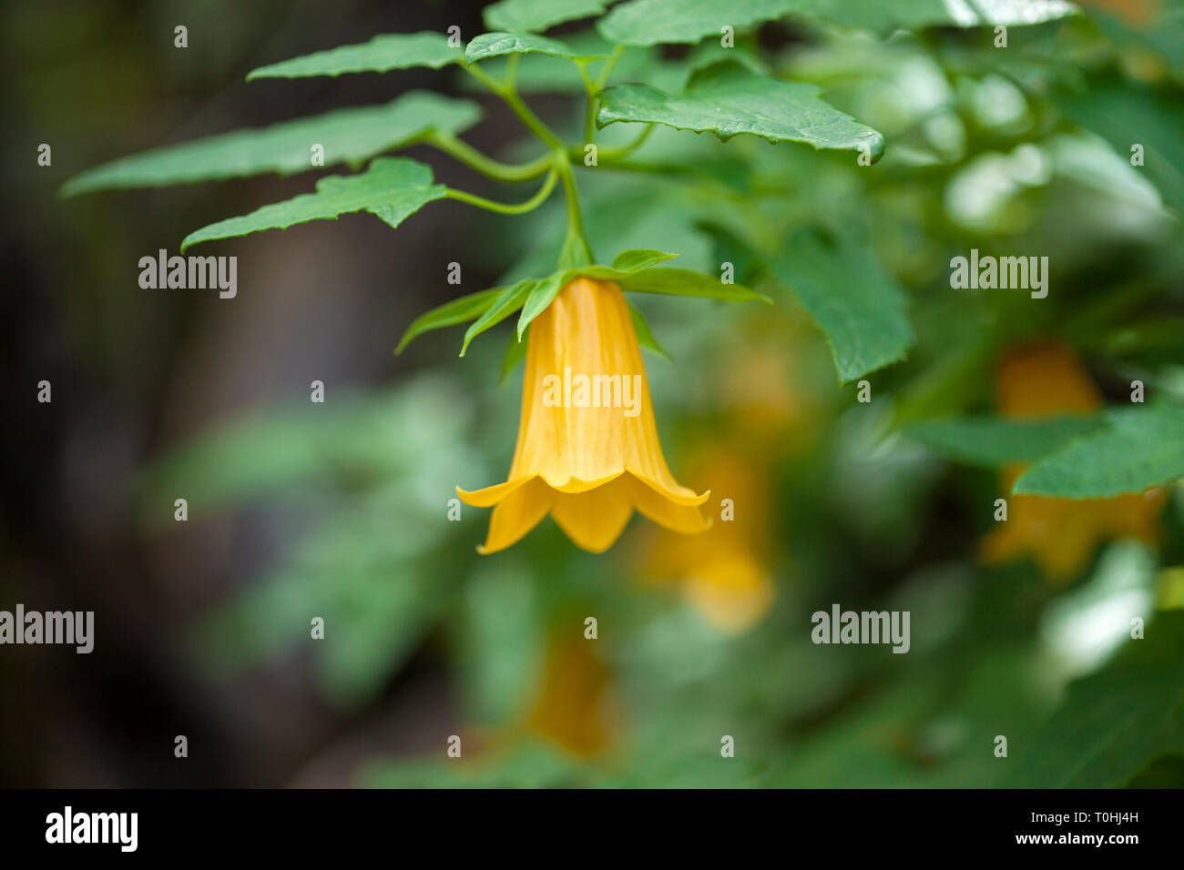 flora of Gran Canaria - Canarina canariensis, canarian bellflower ...