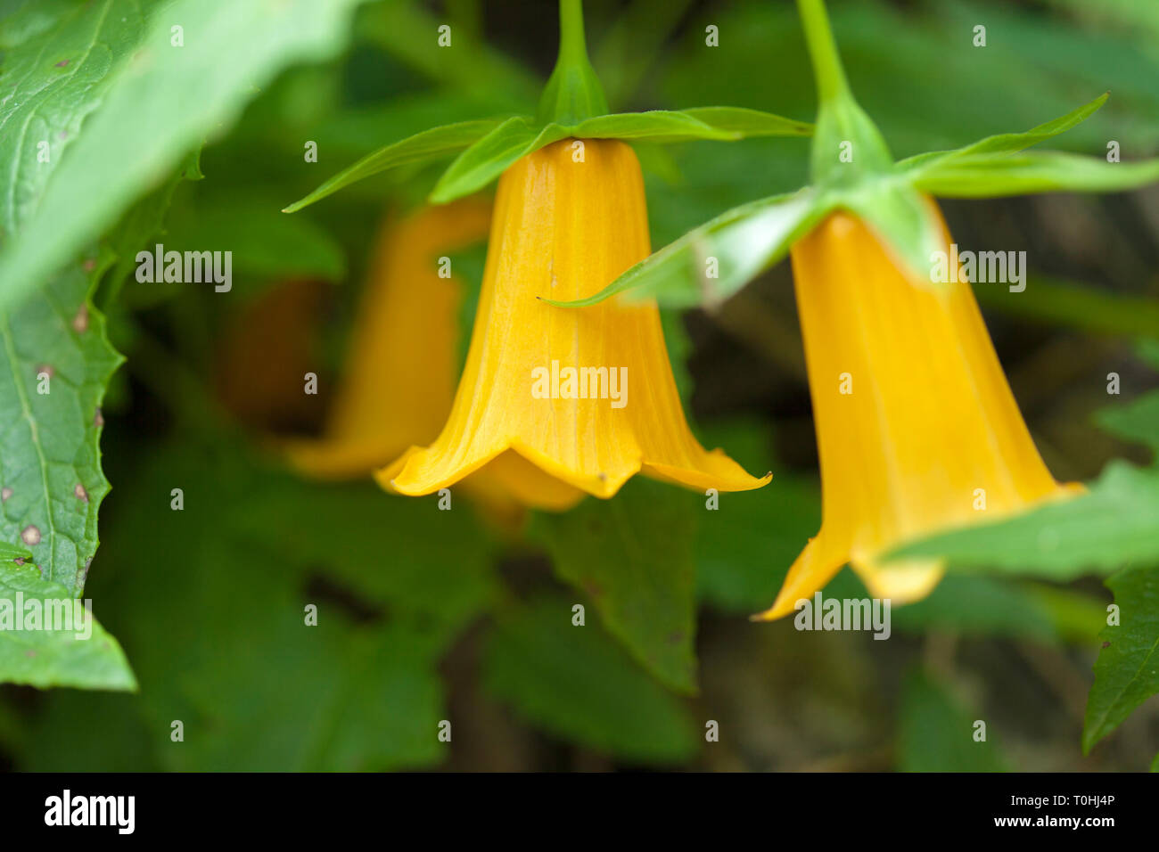 flora of Gran Canaria - Canarina canariensis, canarian bellflower ...