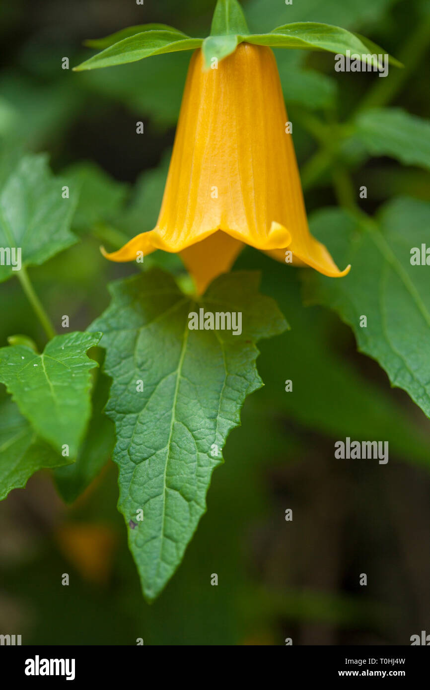 flora of Gran Canaria - Canarina canariensis, canarian bellflower ...