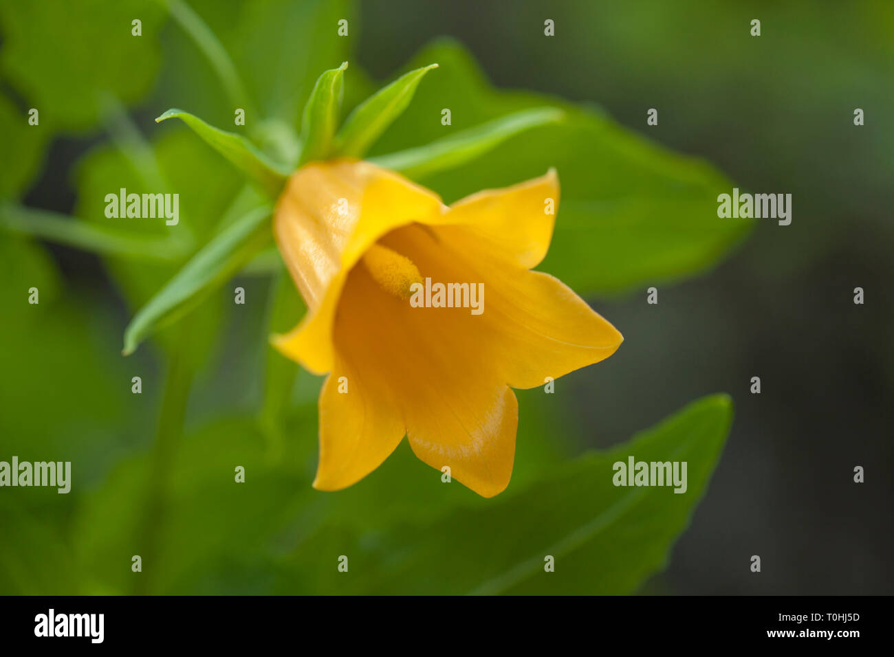 flora of Gran Canaria - Canarina canariensis, canarian bellflower ...