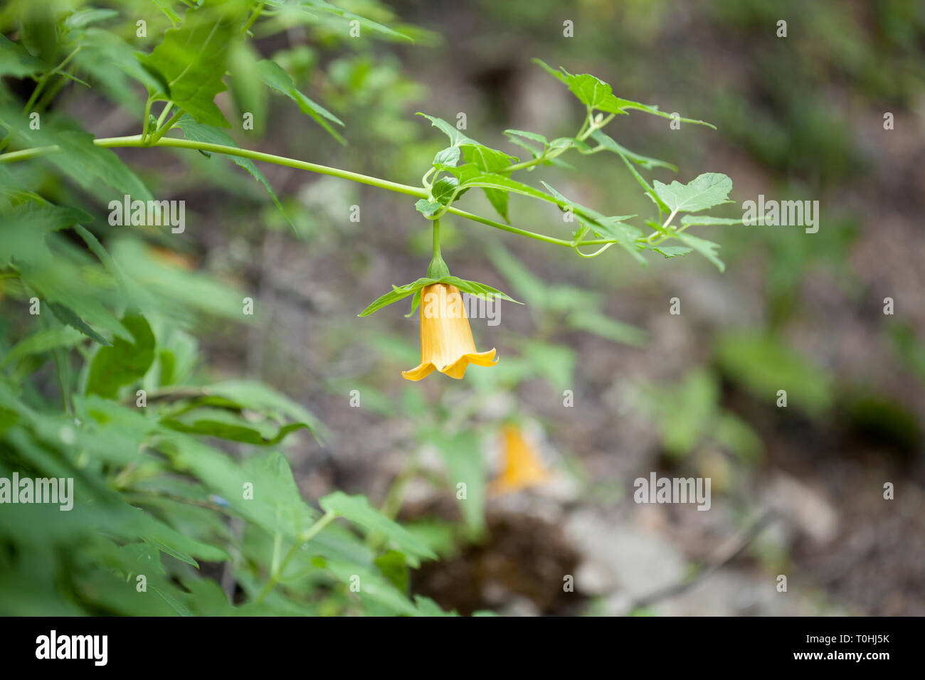 flora of Gran Canaria - Canarina canariensis, canarian bellflower ...